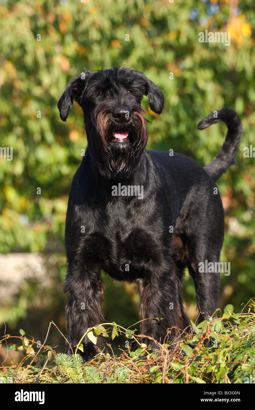 standing Giant Schnauzer Stock Photo - Alamy
