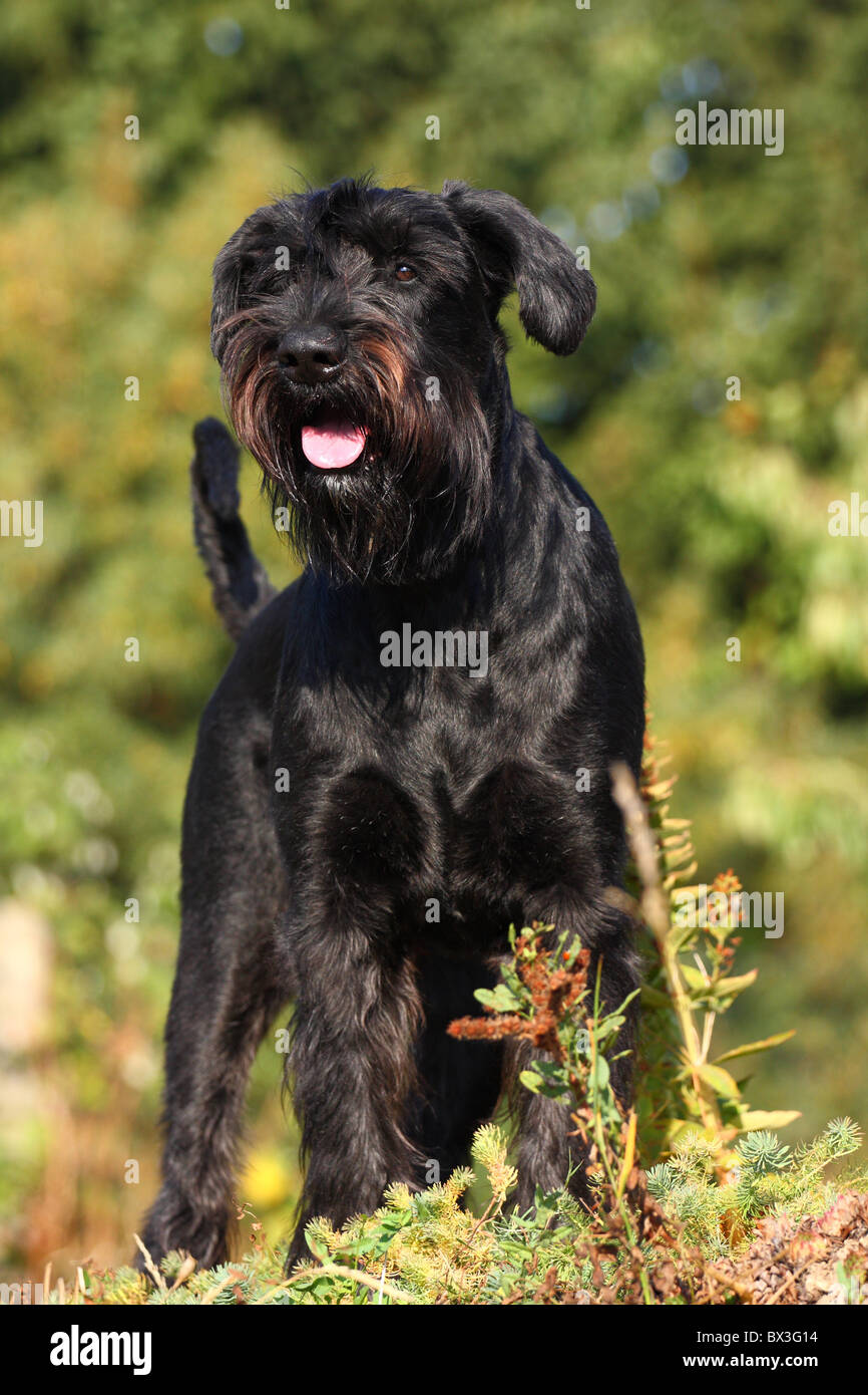 standing Giant Schnauzer Stock Photo - Alamy