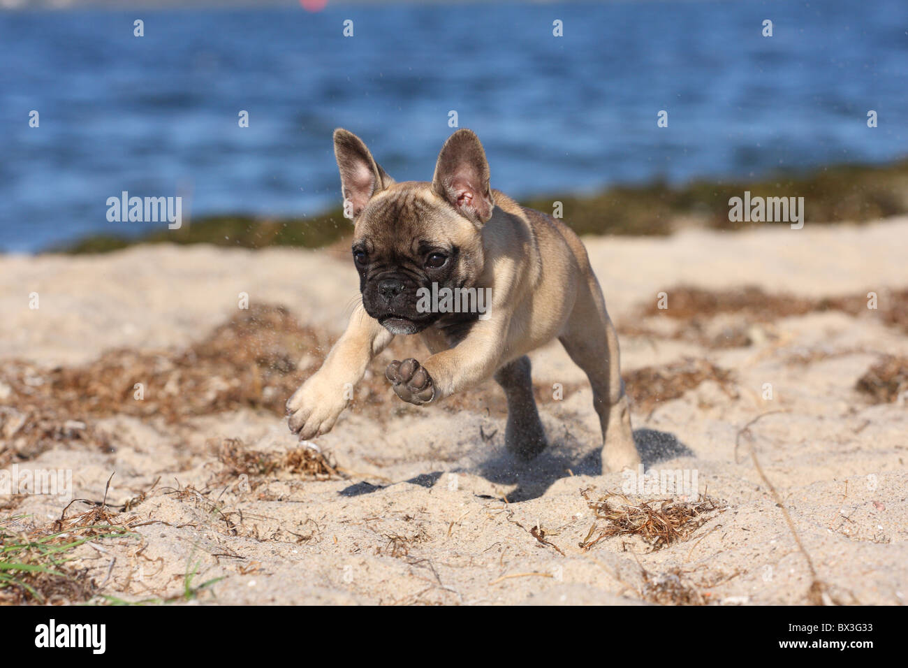 running French Bulldog Stock Photo - Alamy