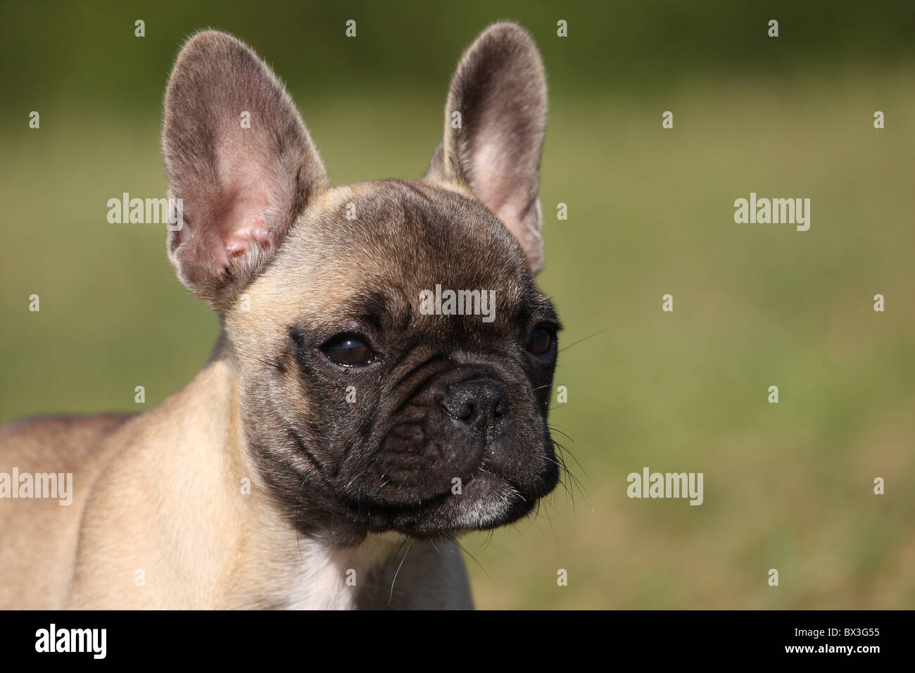 French Bulldog Portrait Stock Photo - Alamy