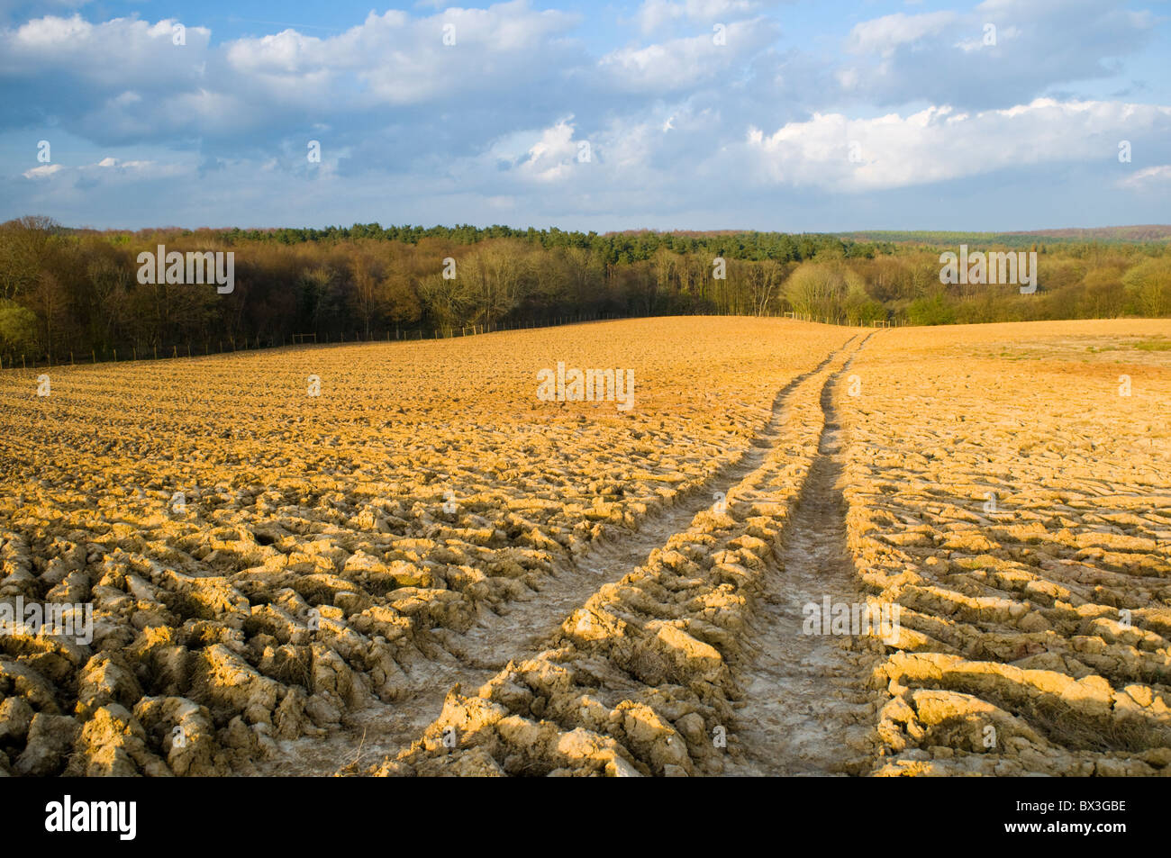 Track Through Ploughed Field at Sunset Stock Photo - Alamy