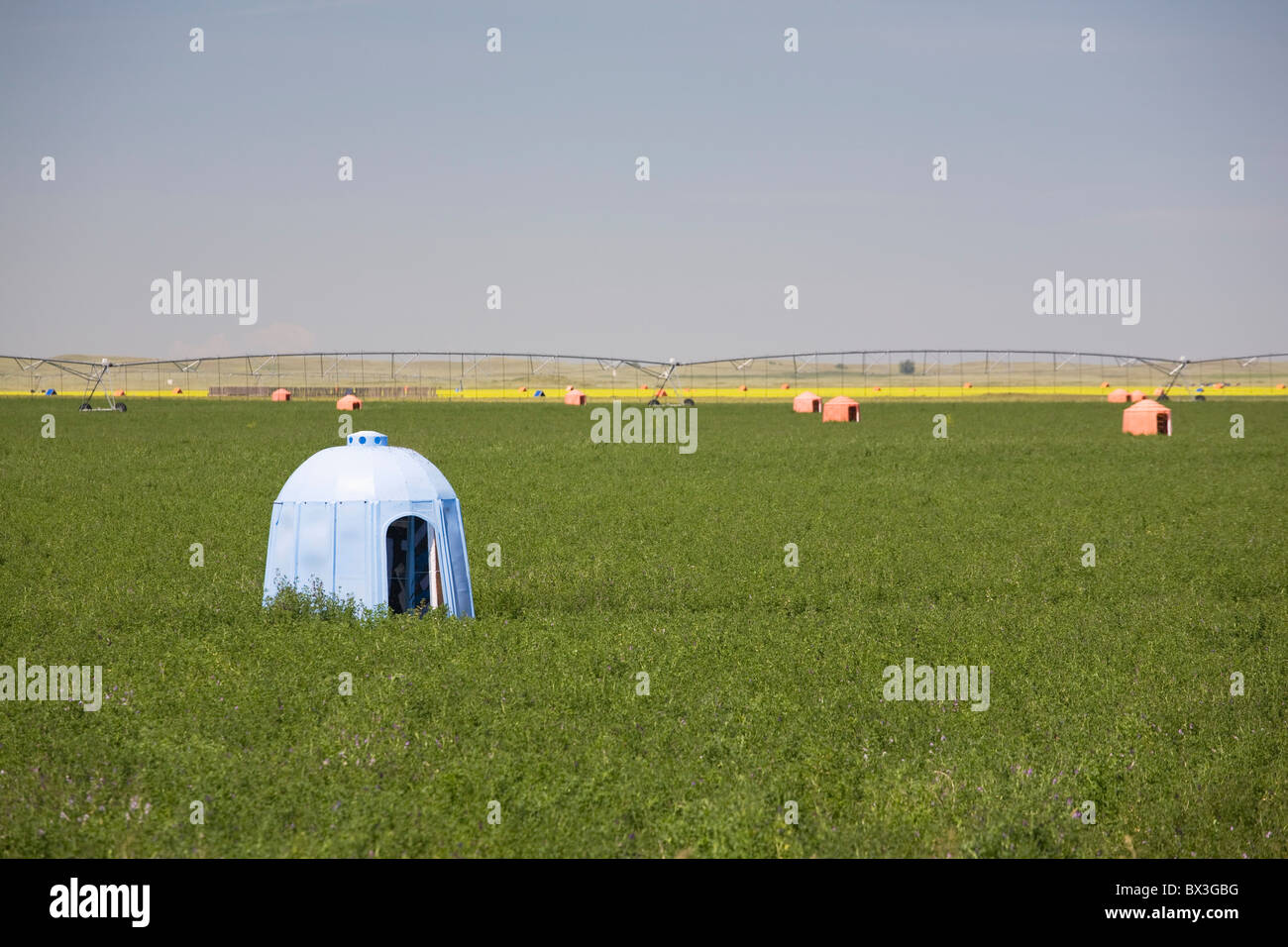 Large Plastic Bee Hives In A Field Of Alfalfa; Alberta, Canada Stock ...
