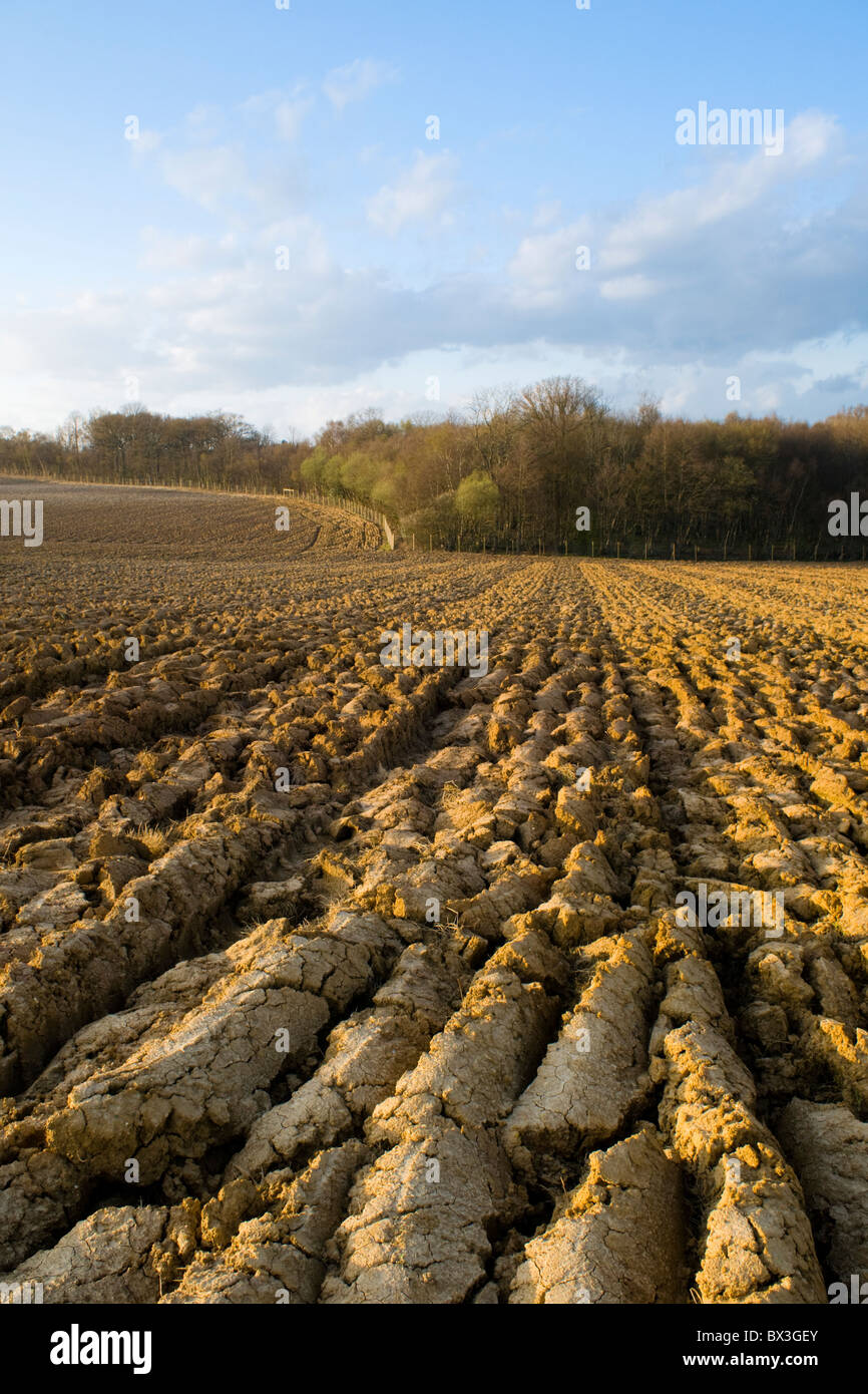 Ploughed Field at Sunset Stock Photo - Alamy