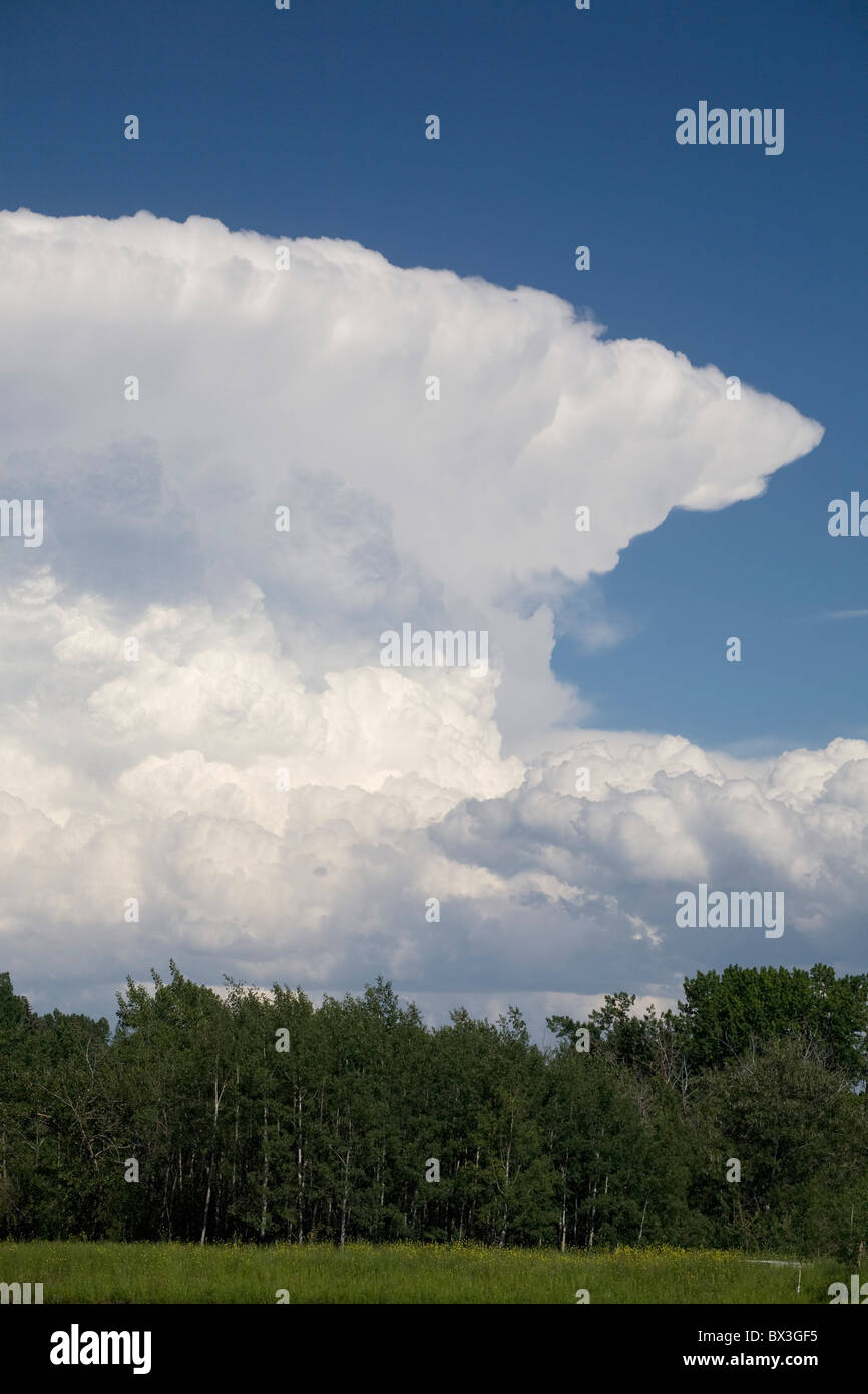 Storm Clouds Approaching Over Trees; Calgary, Alberta, Canada Stock ...