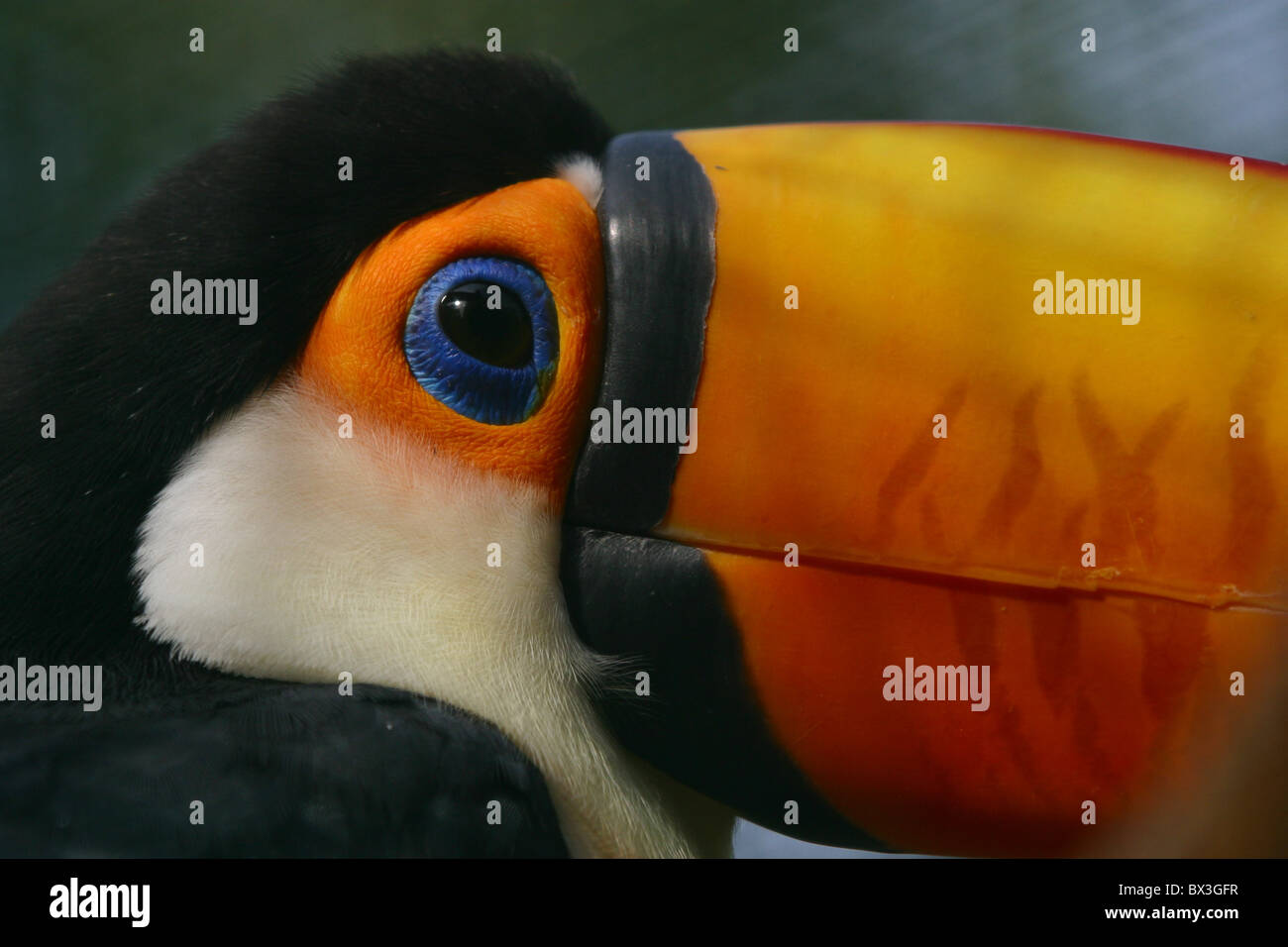 Ramphastos toco vogel hi-res stock photography and images - Alamy
