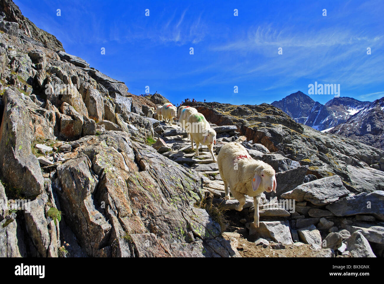sheep in the mountains of the Dolomites in Val Senales Stock Photo - Alamy