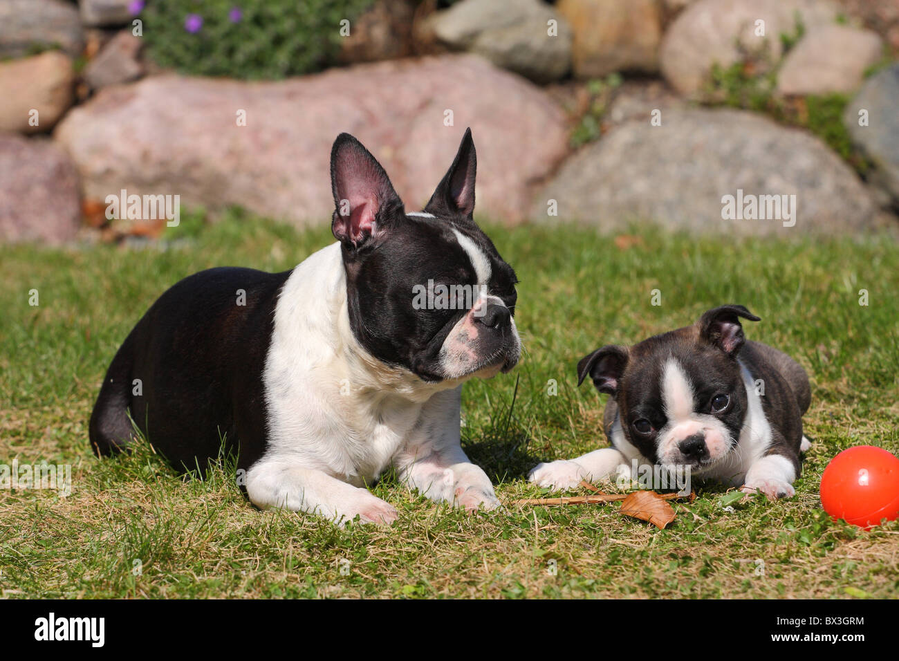 Two boston terrier puppies hi-res stock photography and images - Alamy