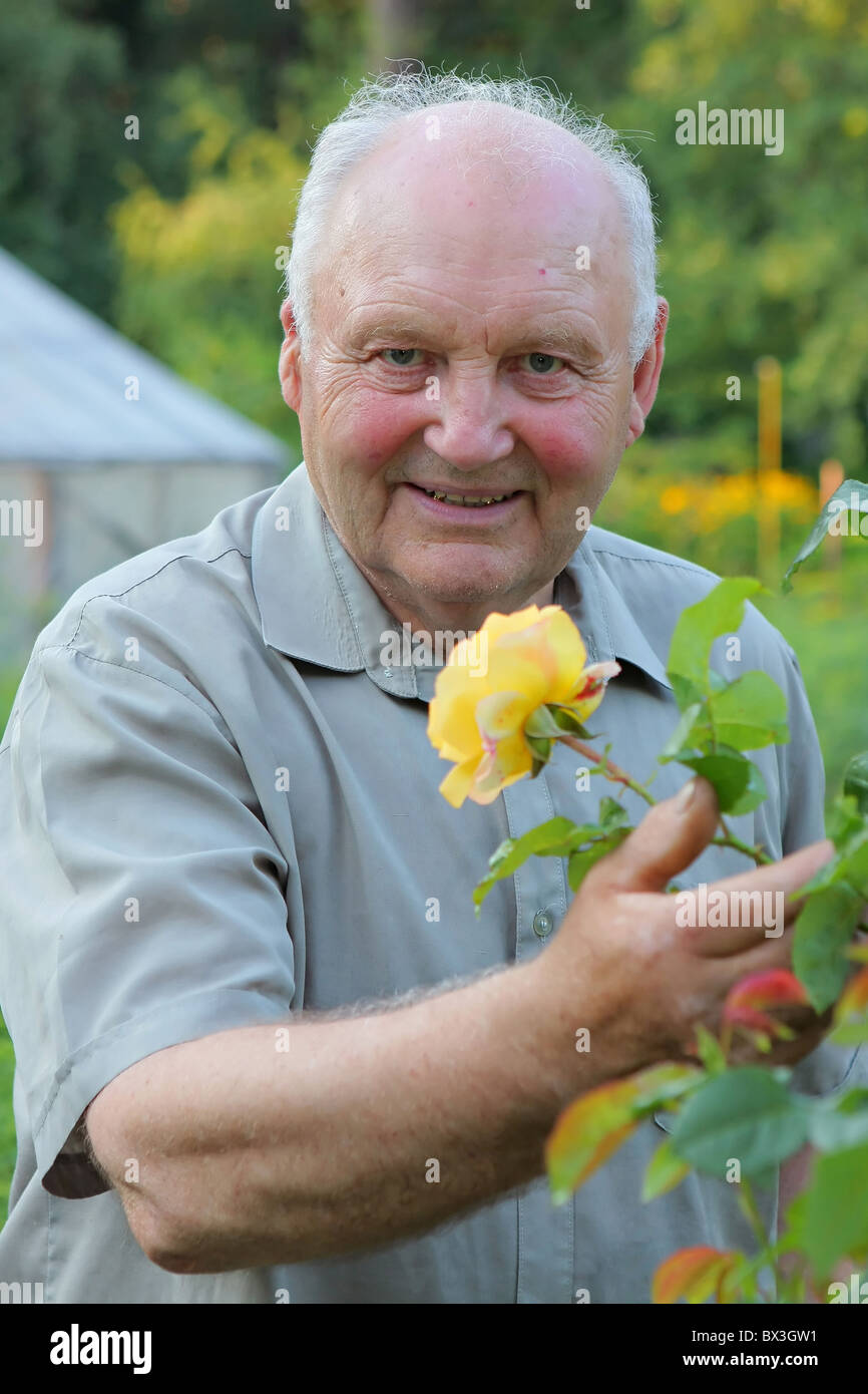 Old man - grower of roses next to rose bush in his beautiful garden ...