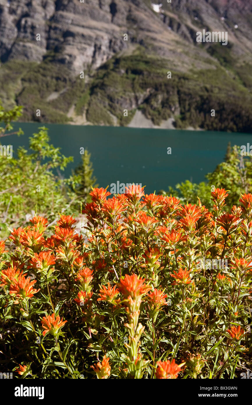 Prairie fire wildflower not texas hi-res stock photography and images ...