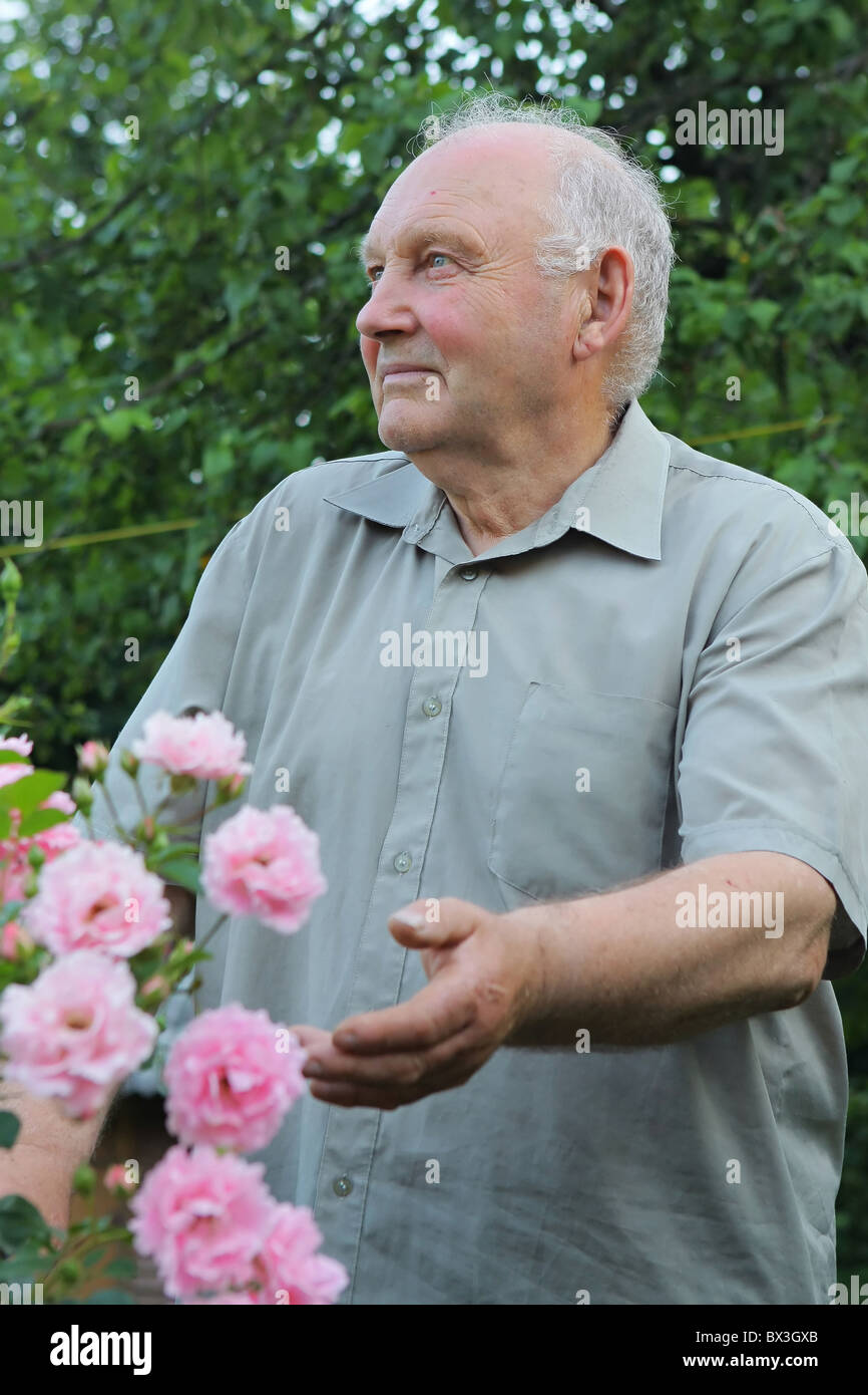 Old man - grower of roses next to rose bush in his beautiful garden ...