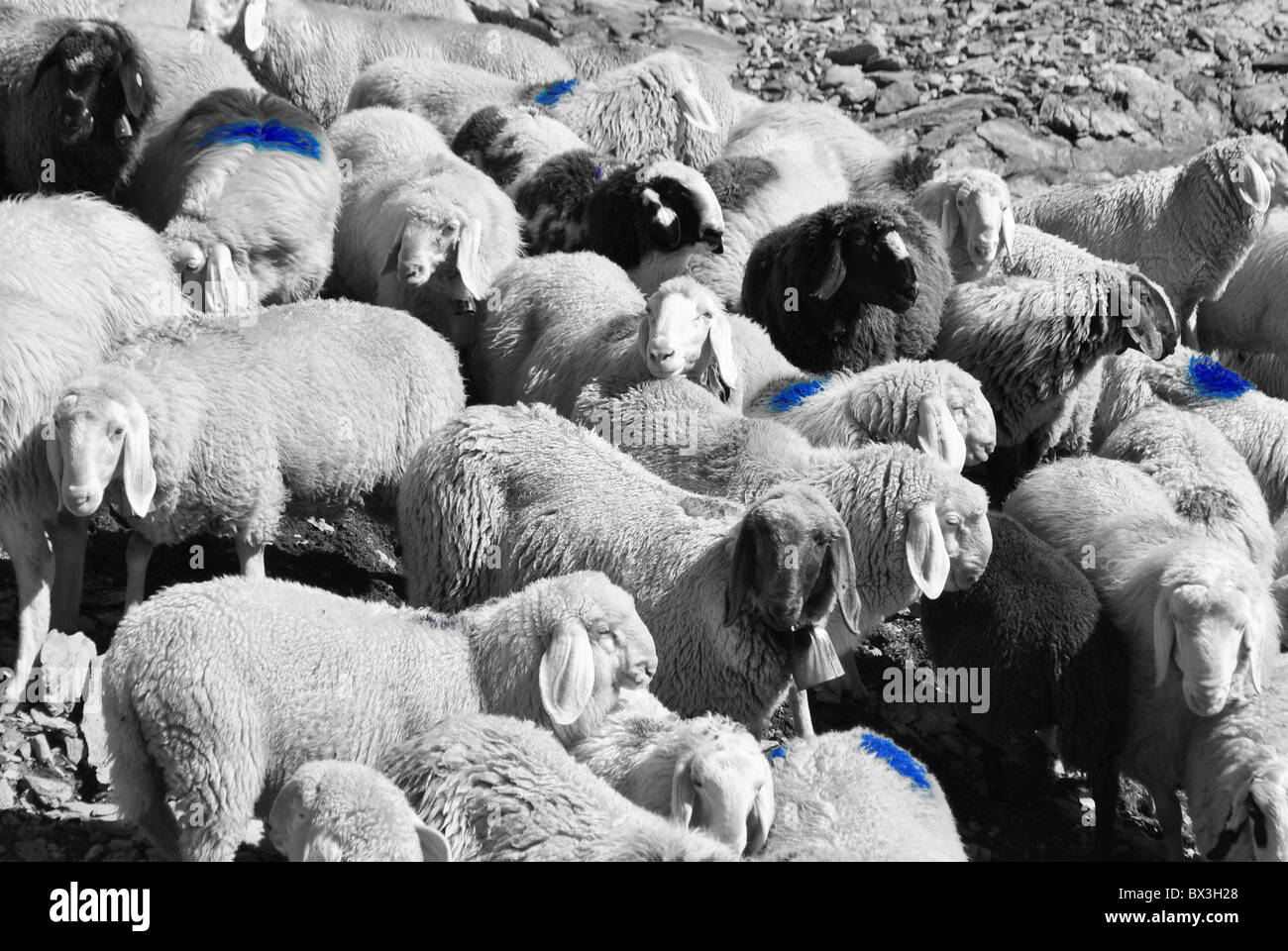 sheep in the mountains of the Dolomites in Val Senales Stock Photo - Alamy