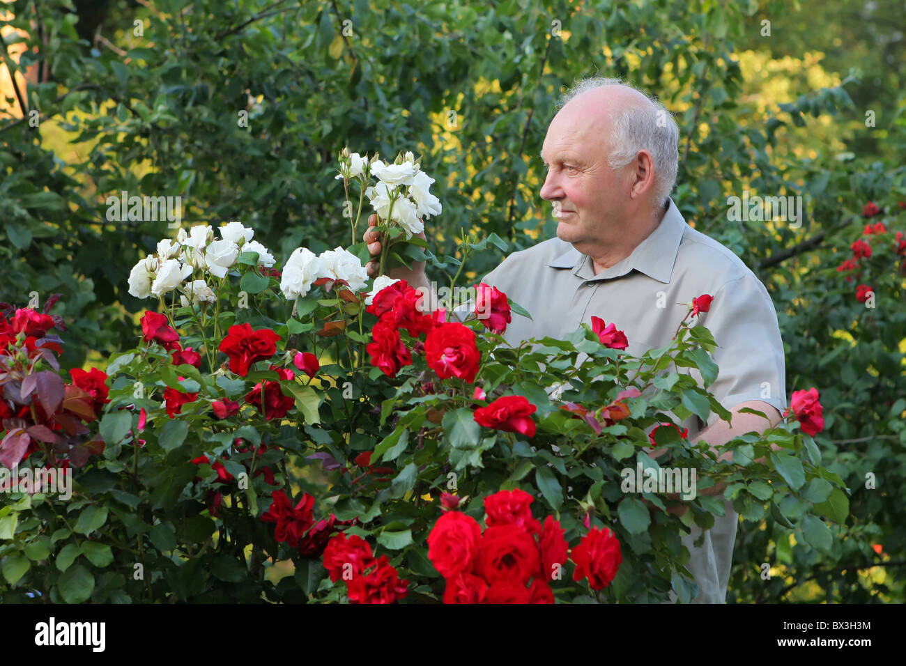 Rose grower hi-res stock photography and images - Alamy