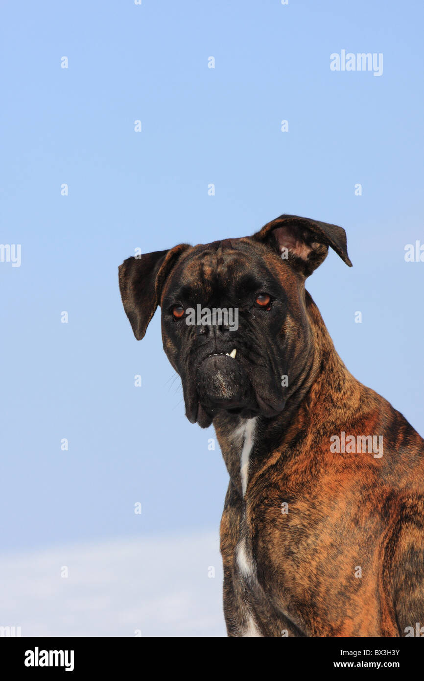 German Boxer Portrait Stock Photo - Alamy