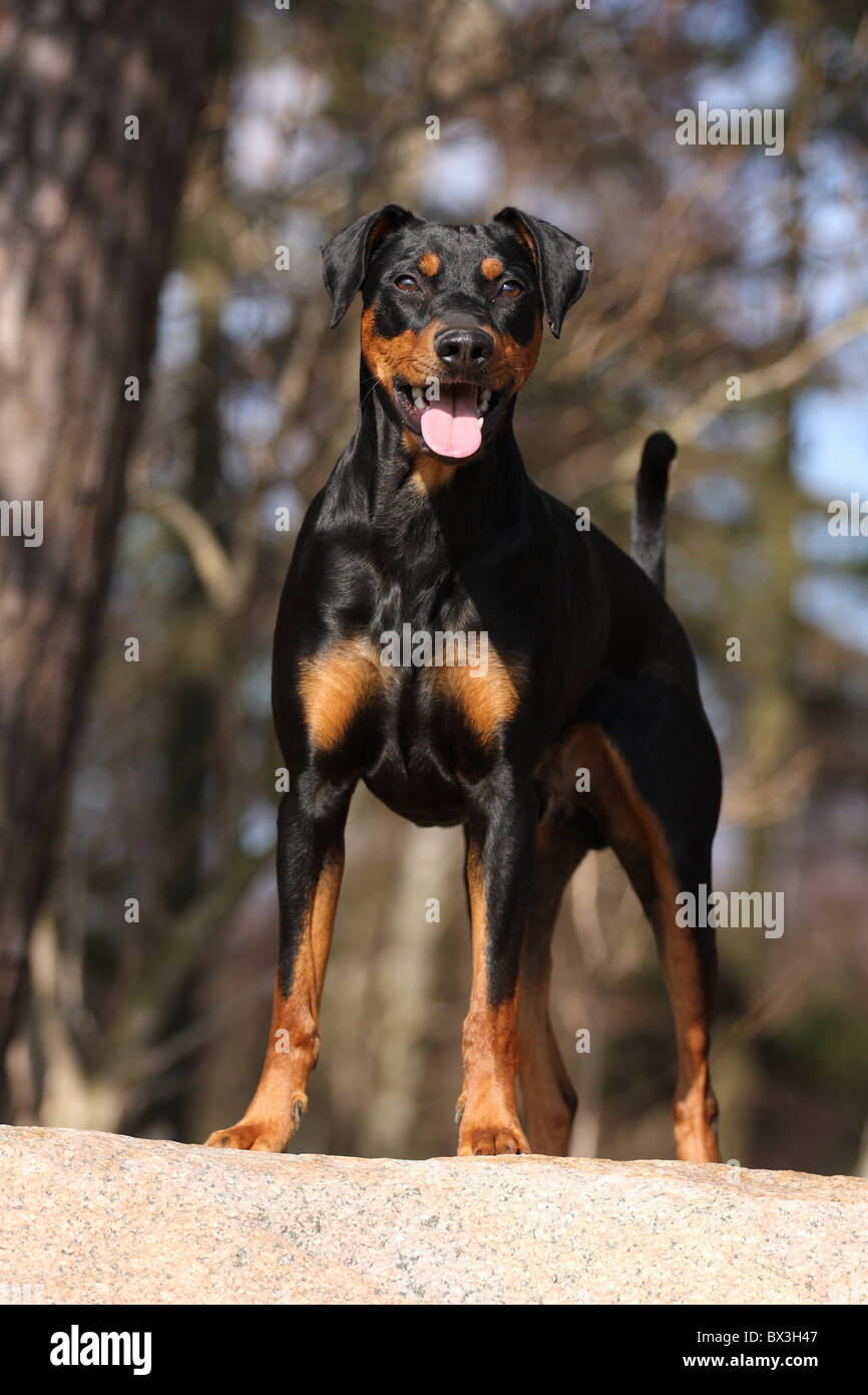 Standard pinschers hi-res stock photography and images - Alamy