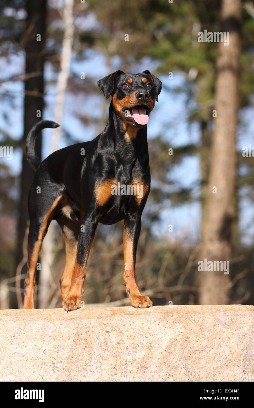 Standard pinschers hi-res stock photography and images - Alamy