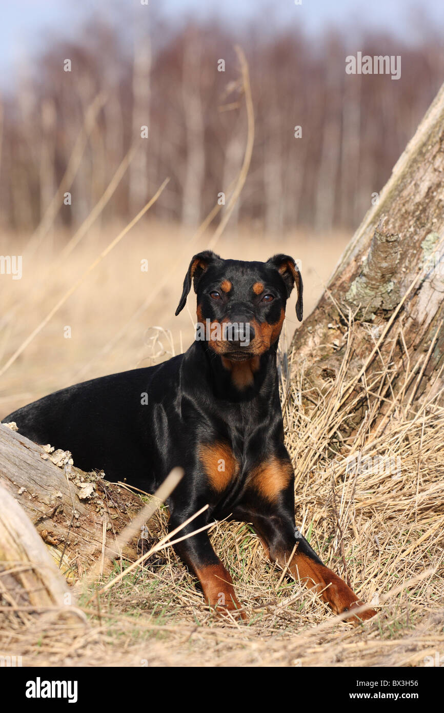 Standard pinschers hi-res stock photography and images - Alamy