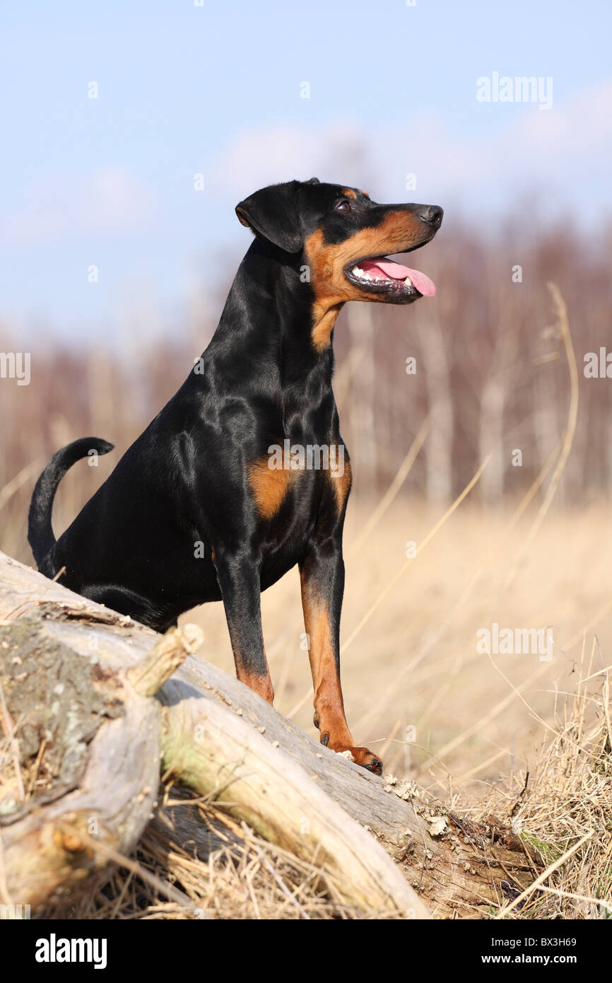 Standard pinschers hi-res stock photography and images - Alamy