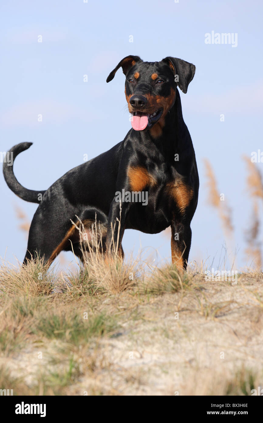 Standard pinschers hi-res stock photography and images - Alamy