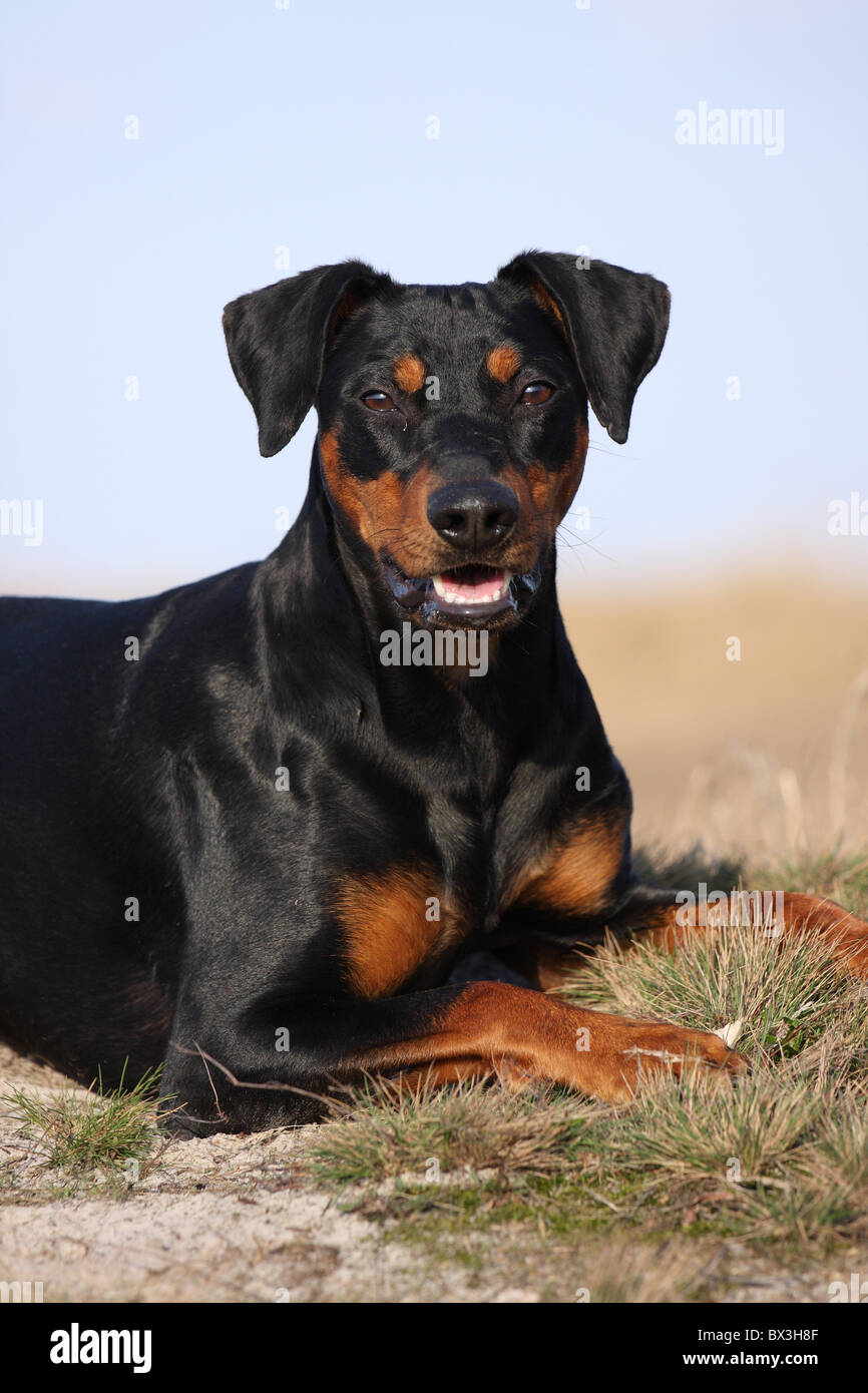 Standard pinschers hi-res stock photography and images - Alamy