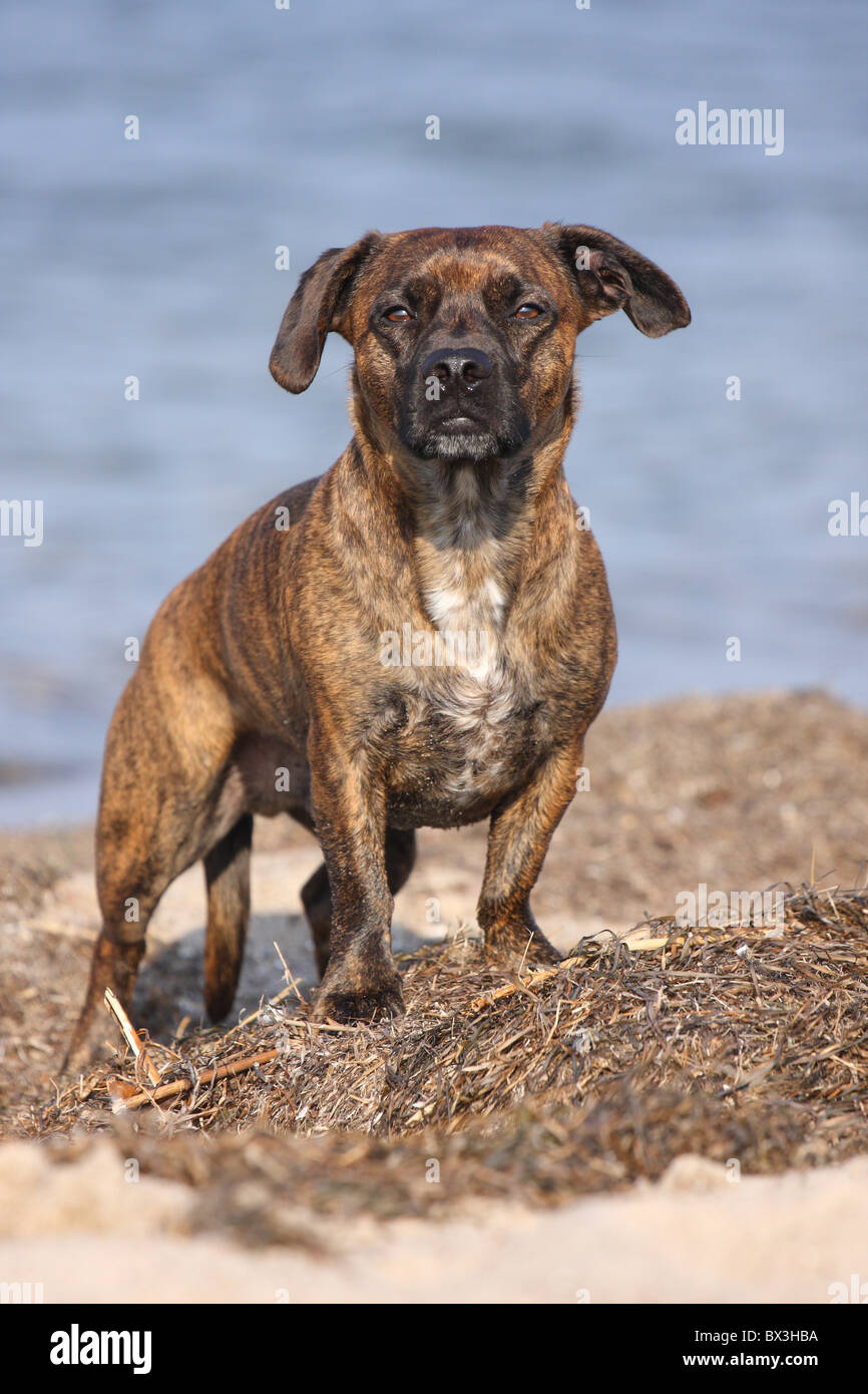 Brindle mongrel hi-res stock photography and images - Alamy