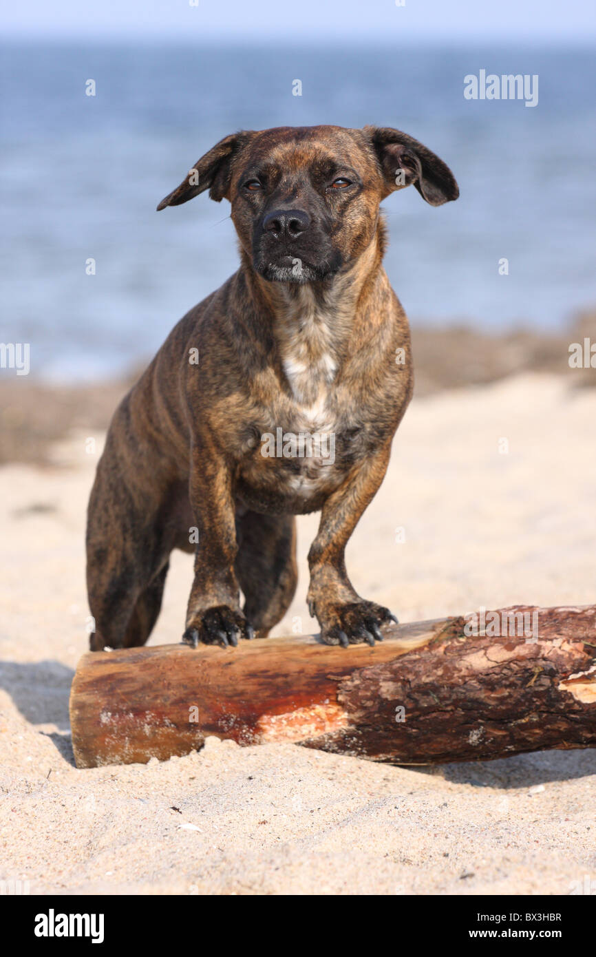 Bulldog mongrels hi-res stock photography and images - Alamy
