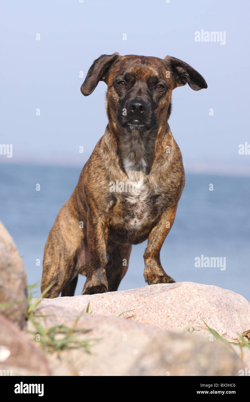 Brindle mongrel hi-res stock photography and images - Alamy