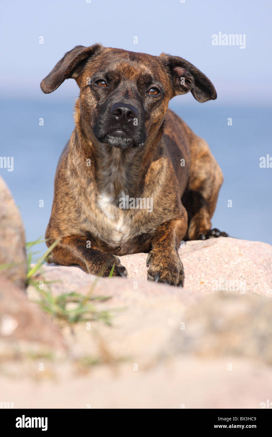 Brindle mongrel hi-res stock photography and images - Alamy