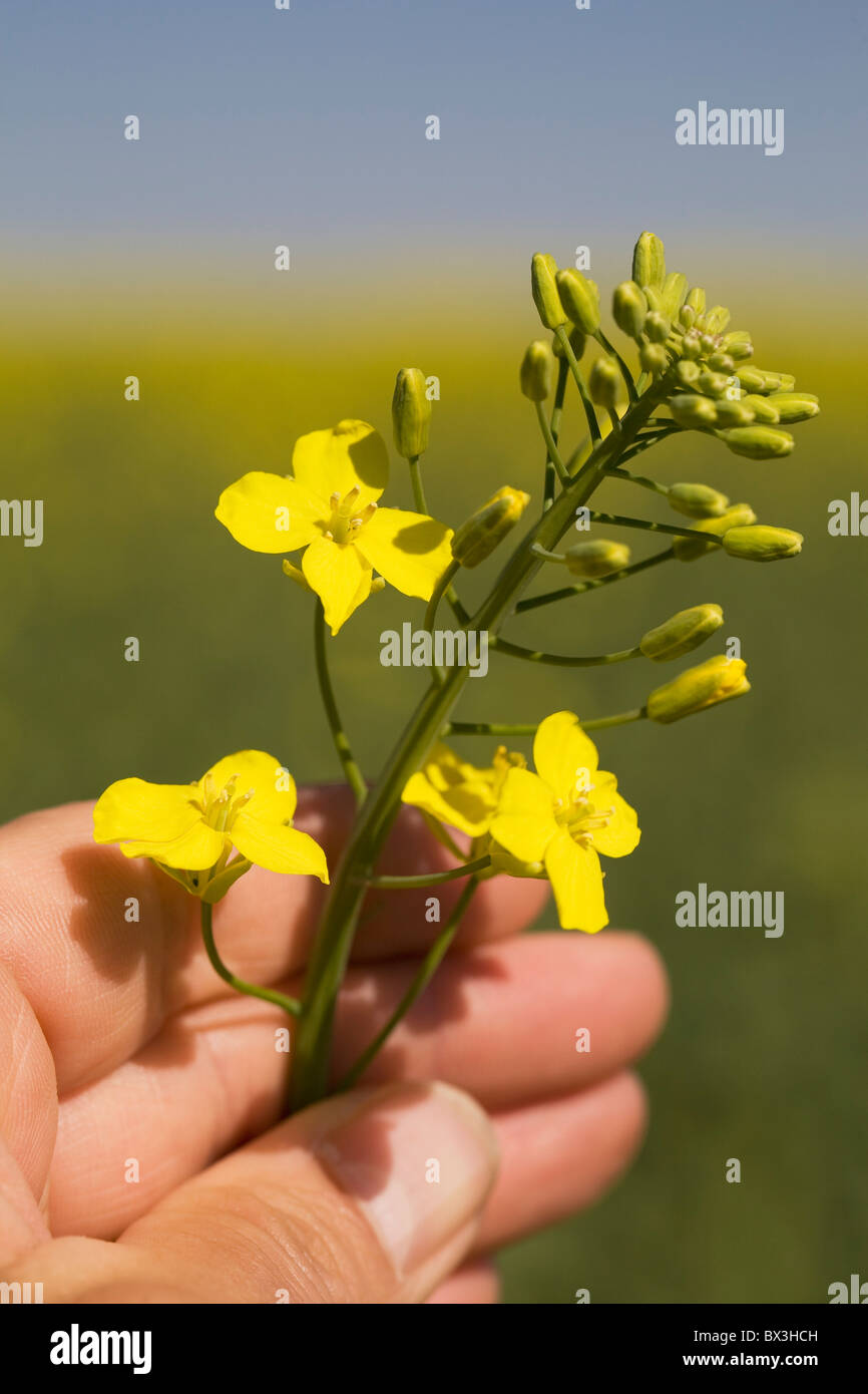 Flowering Canola Plant Held In A Hand; Alberta, Canada Stock Photo - Alamy