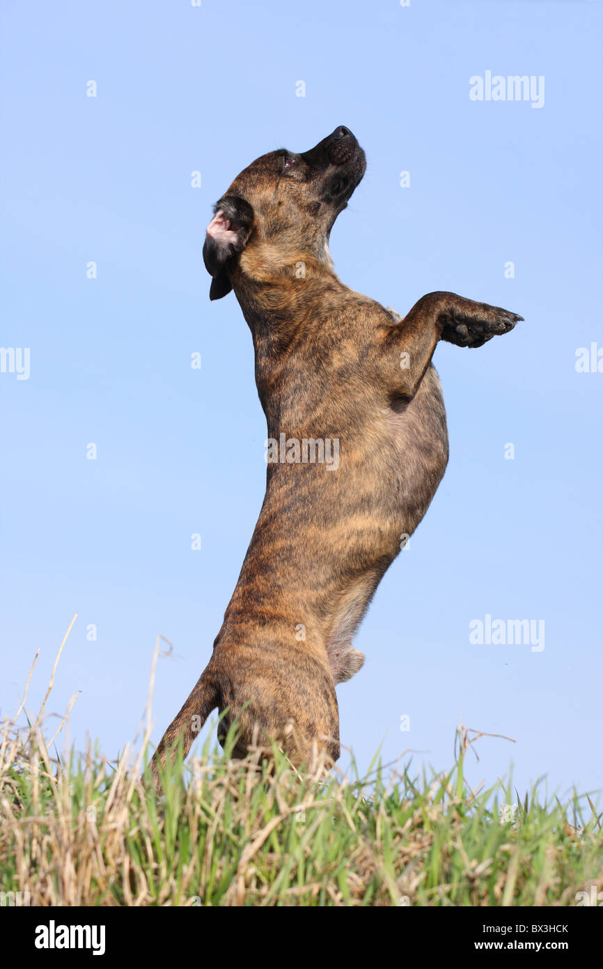 Mongrel tricks hi-res stock photography and images - Alamy