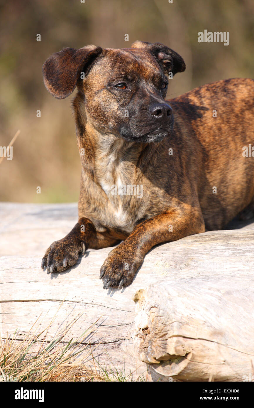 Bulldog Mongrel High Resolution Stock Photography and Images - Alamy