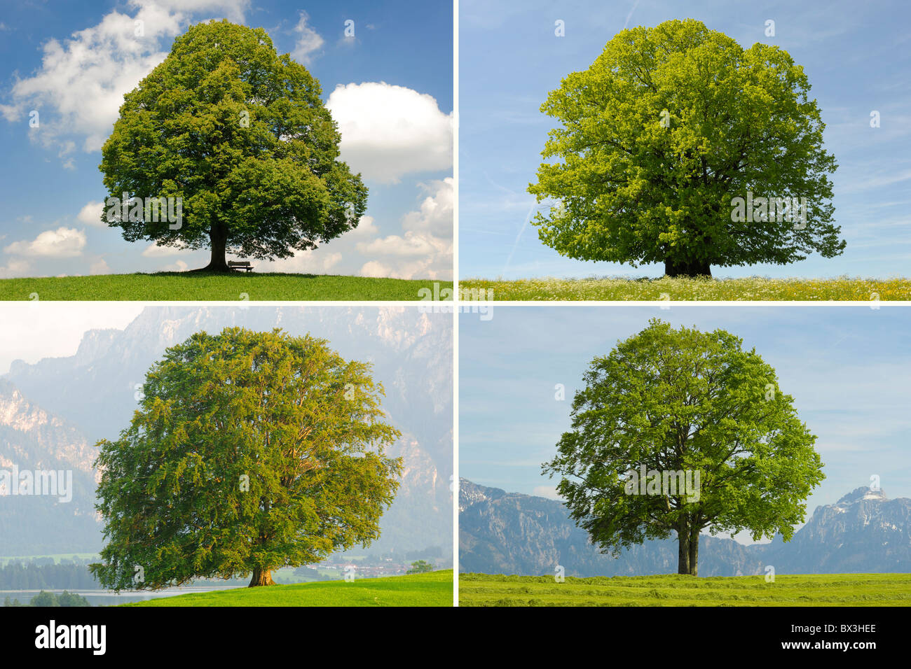 Tree four season collage hi-res stock photography and images - Alamy