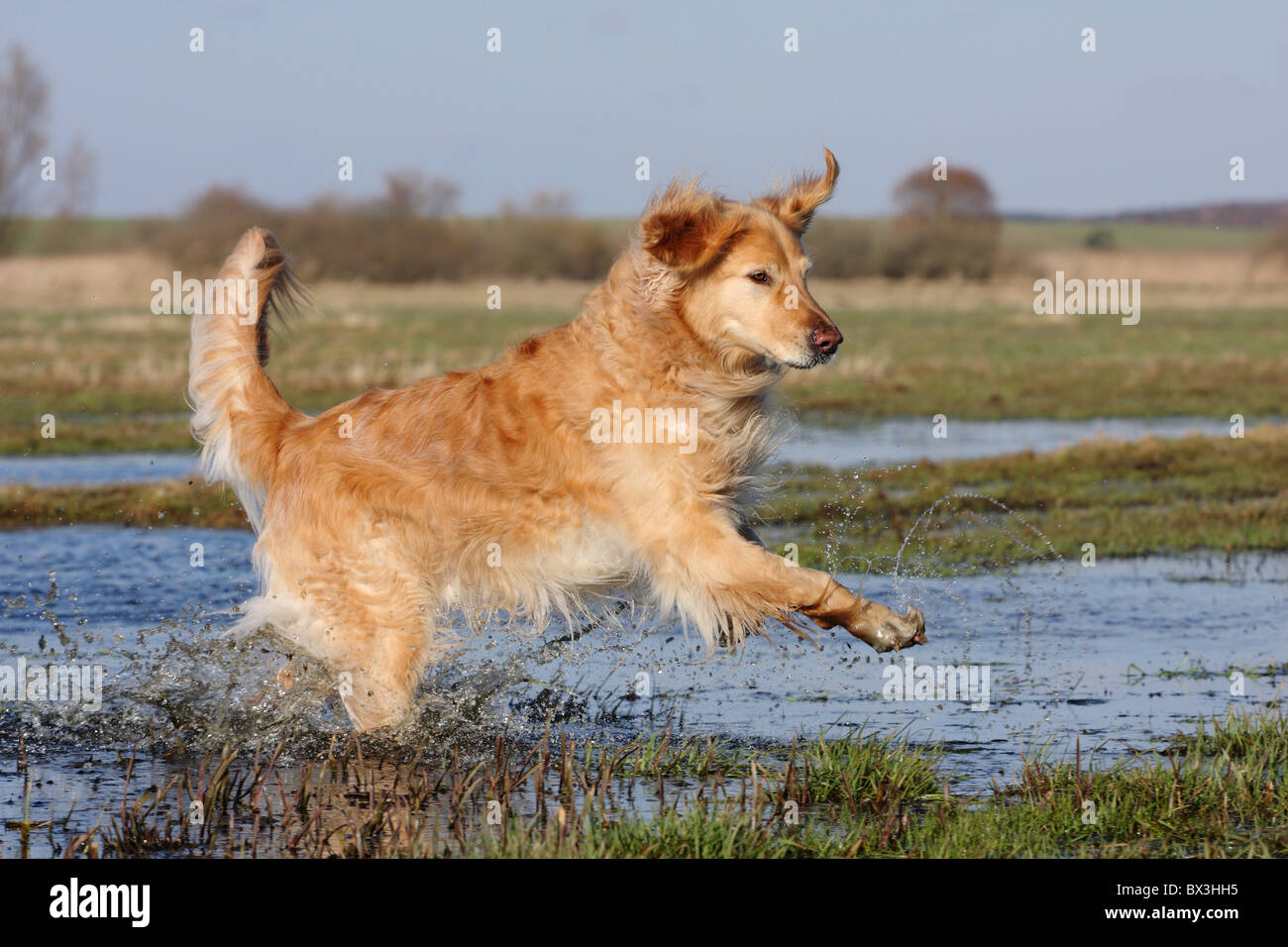 running Golden Retriever Stock Photo - Alamy