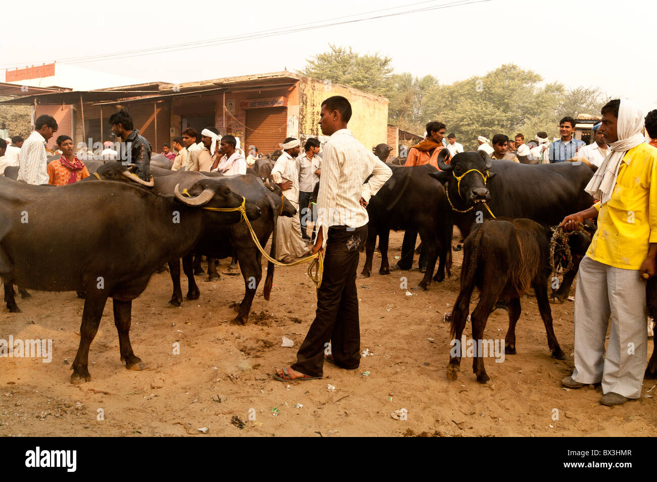 India cattle hi-res stock photography and images - Alamy