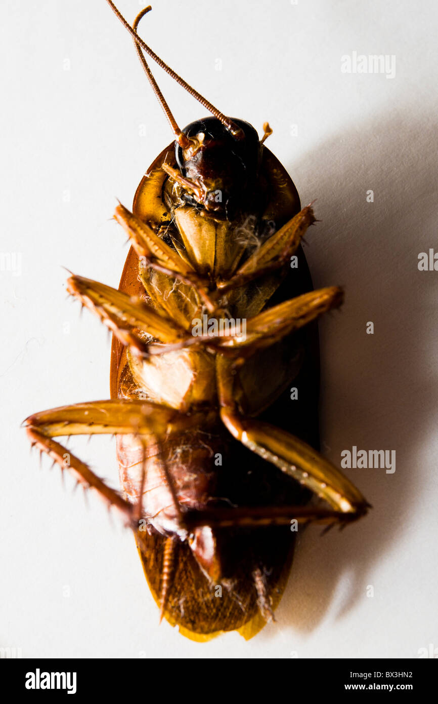 Cockroach infestation hi-res stock photography and images - Alamy