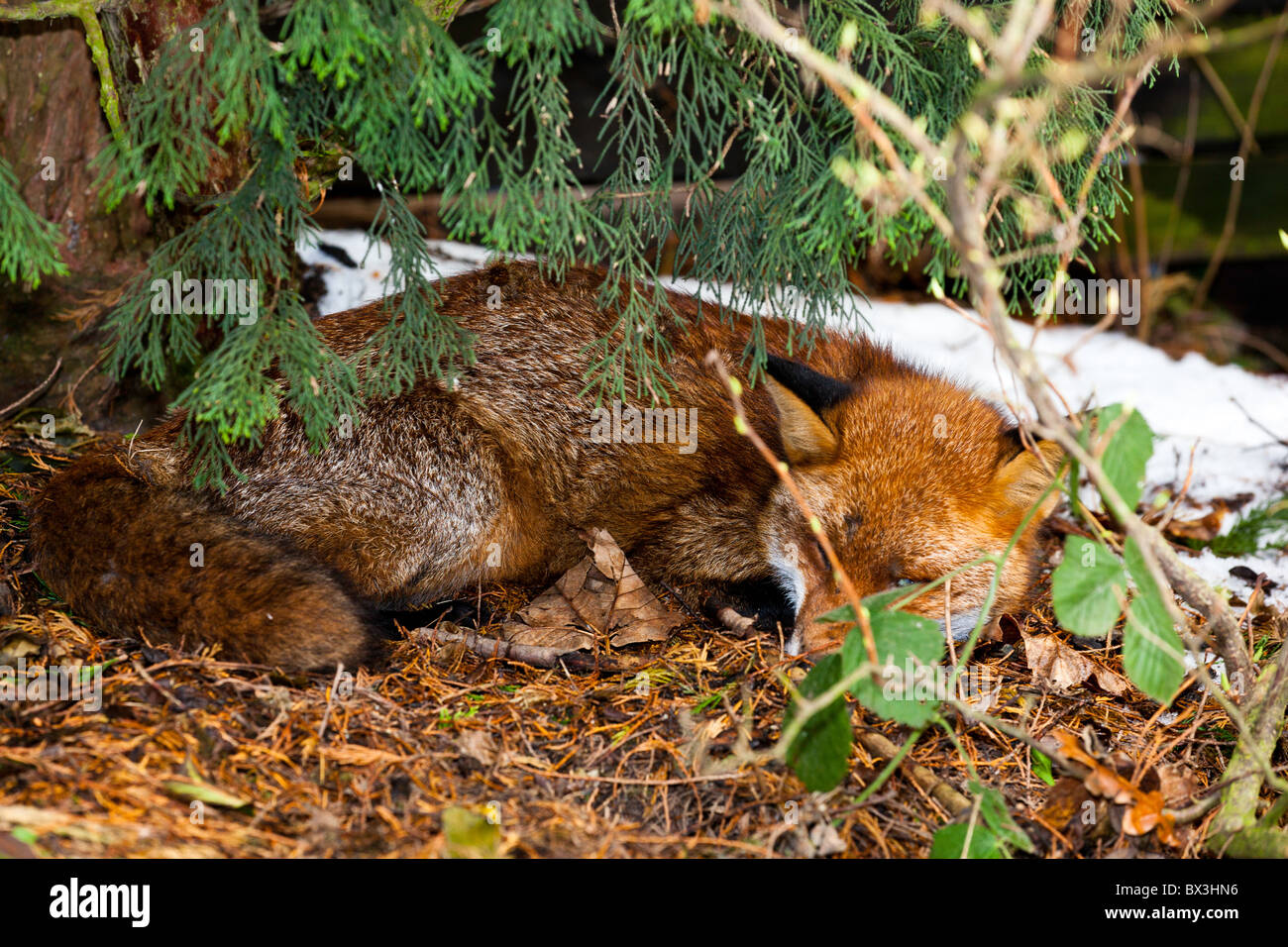 Red Fox Asleep Vulpes Vulpes High Resolution Stock Photography and ...