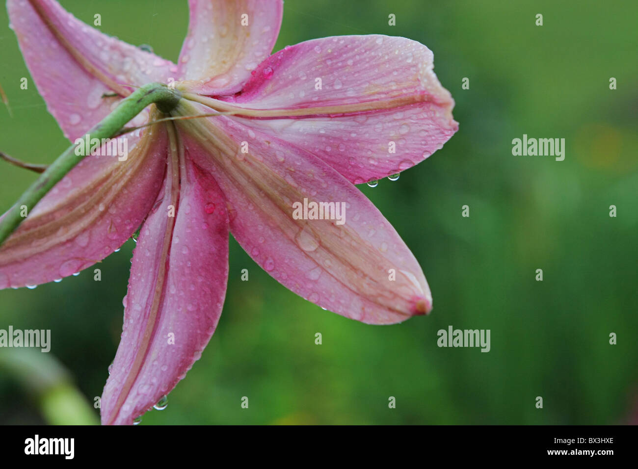 Pink lily with dewdrops in summer day Stock Photo - Alamy