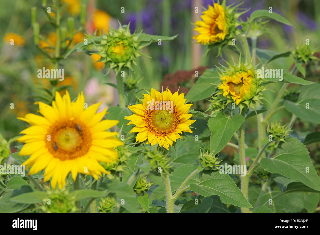 Green grass with sunflowers in summer day Stock Photo - Alamy