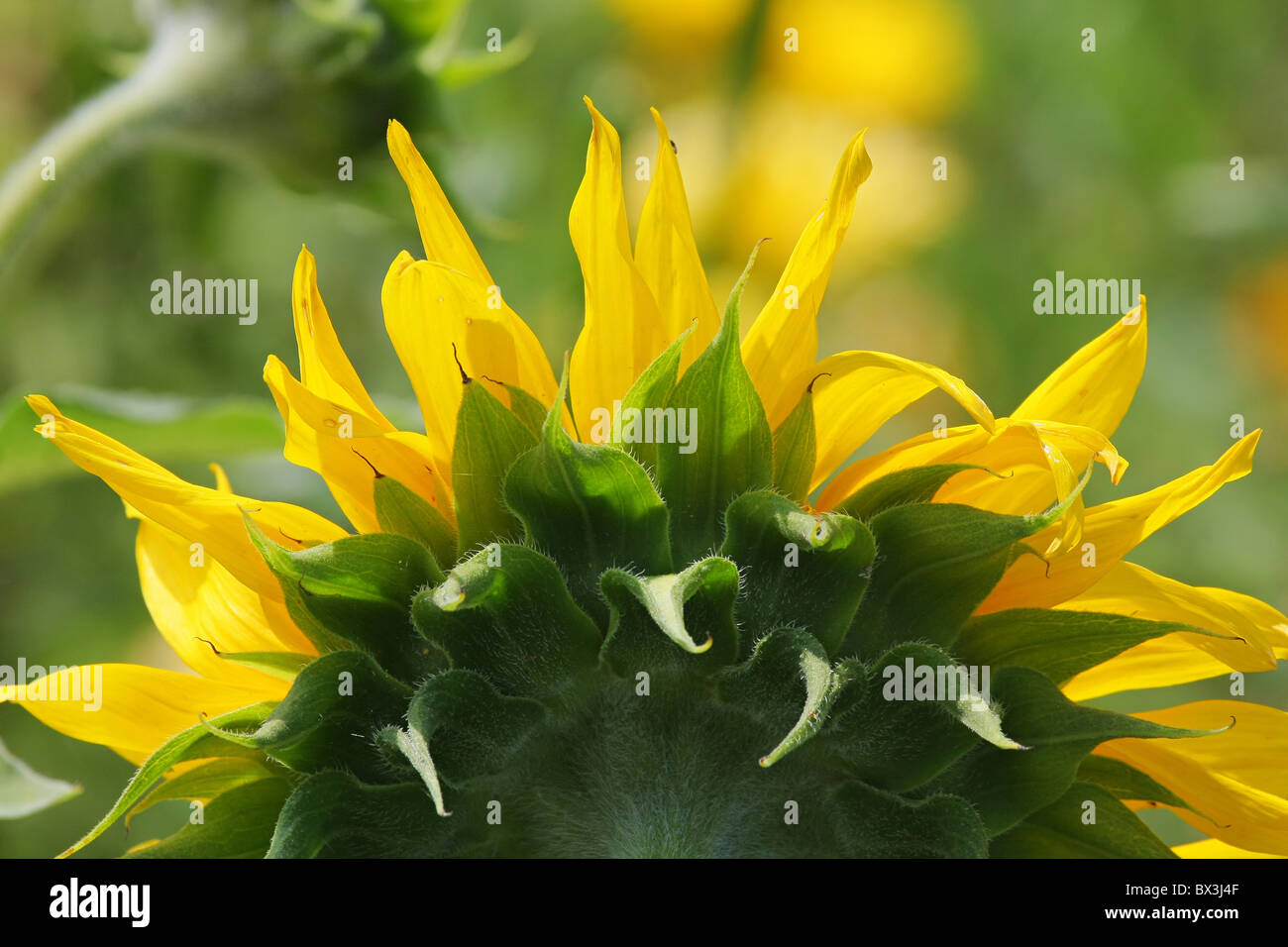Green grass with sunflower in summer day Stock Photo - Alamy