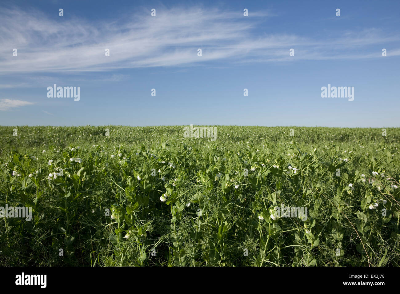 Field Of Flowering Pea Plants; Alberta, Canada Stock Photo - Alamy