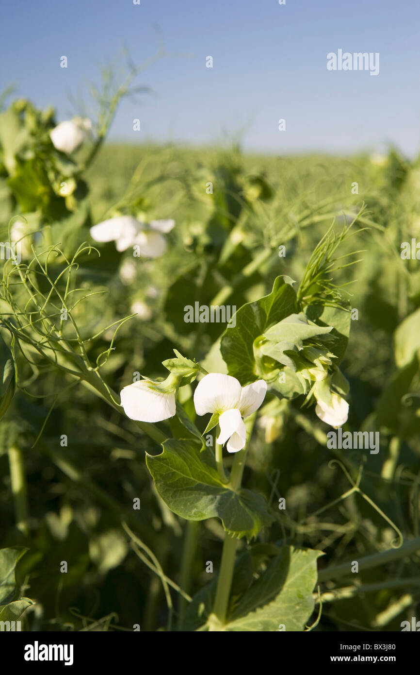 Flowering Pea Plants In A Field; Alberta, Canada Stock Photo - Alamy
