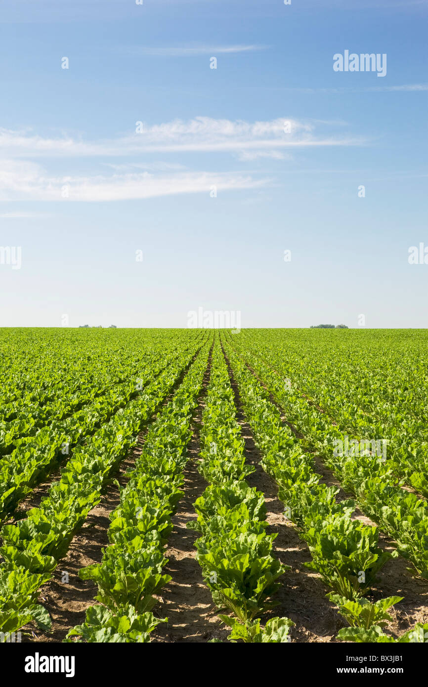 Field Of Sugar Beets In Rows; Alberta, Canada Stock Photo - Alamy