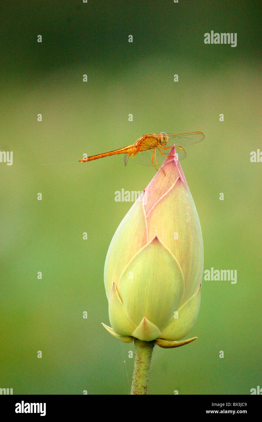 Insect on lotus flower hi-res stock photography and images - Alamy