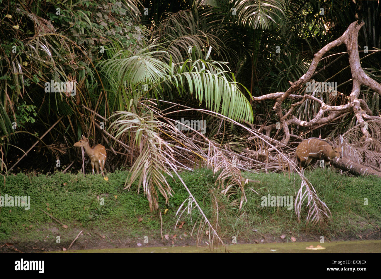 Western / harnessed bushbuck antelope (Tragelaphus scriptus scriptus ...