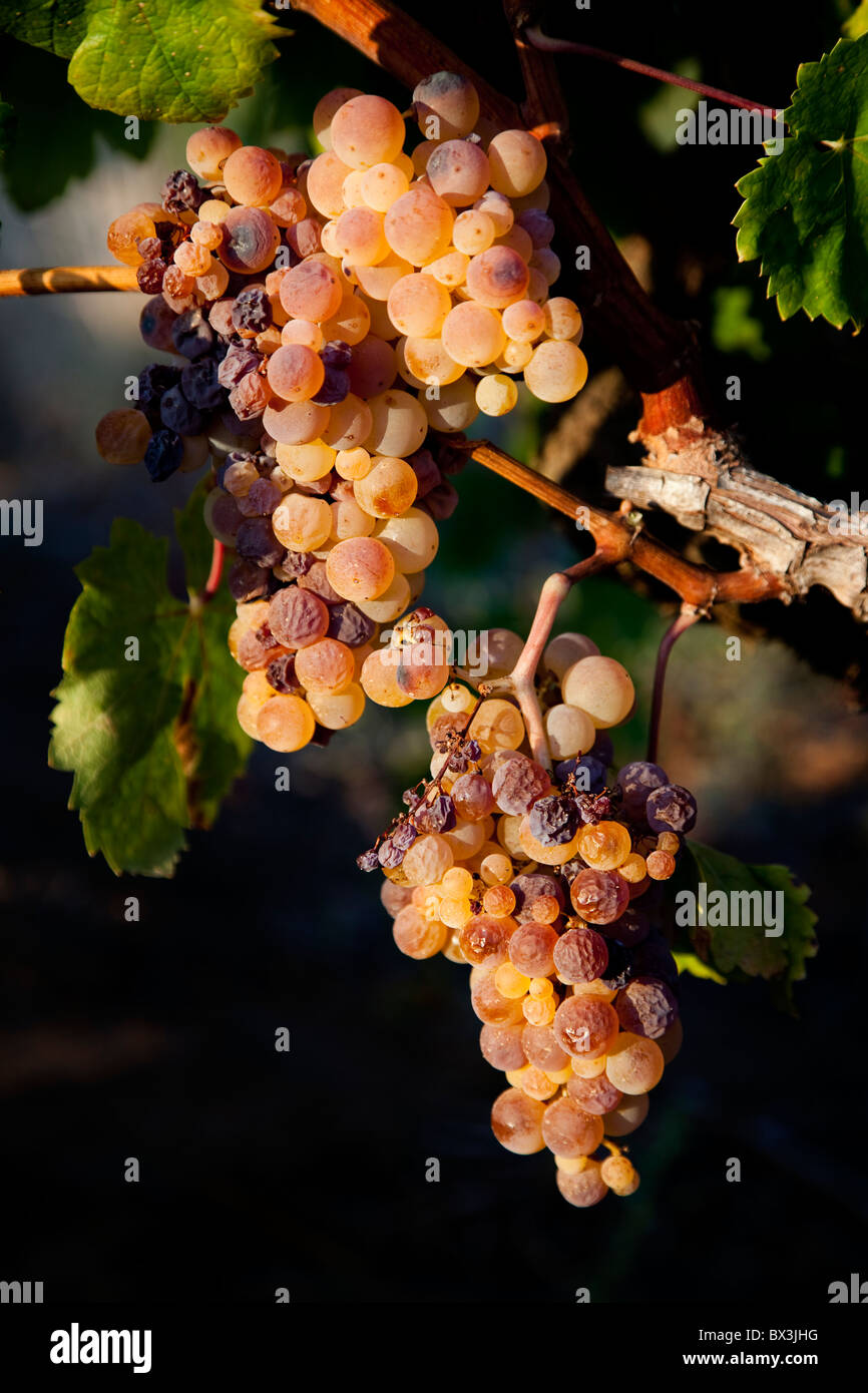 Domesticated grapes hi-res stock photography and images - Alamy