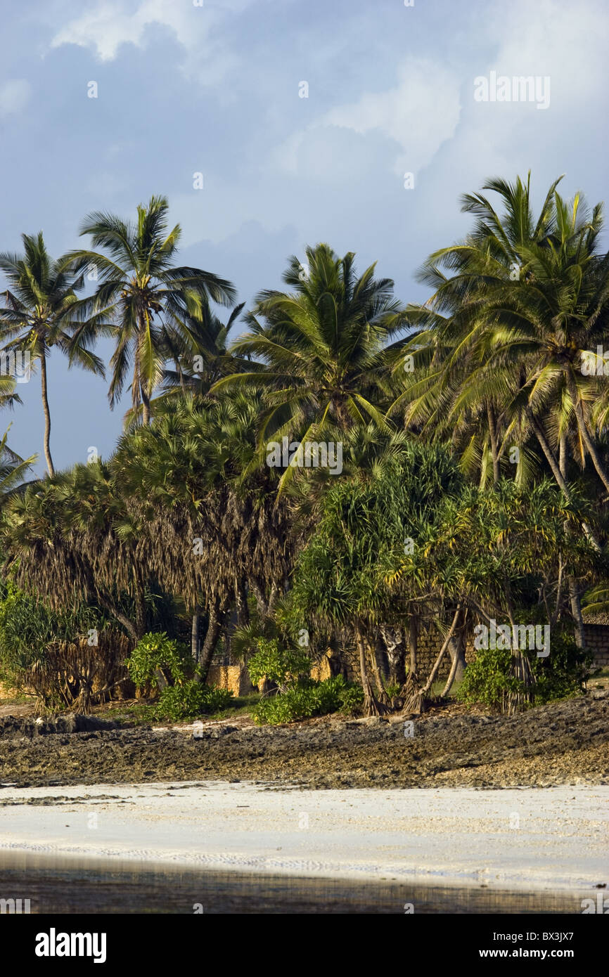 Palm trees on beach in Mombasa, Kenya Stock Photo - Alamy