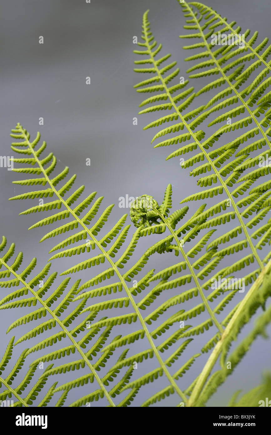 Fern plant unfolding hi-res stock photography and images - Alamy