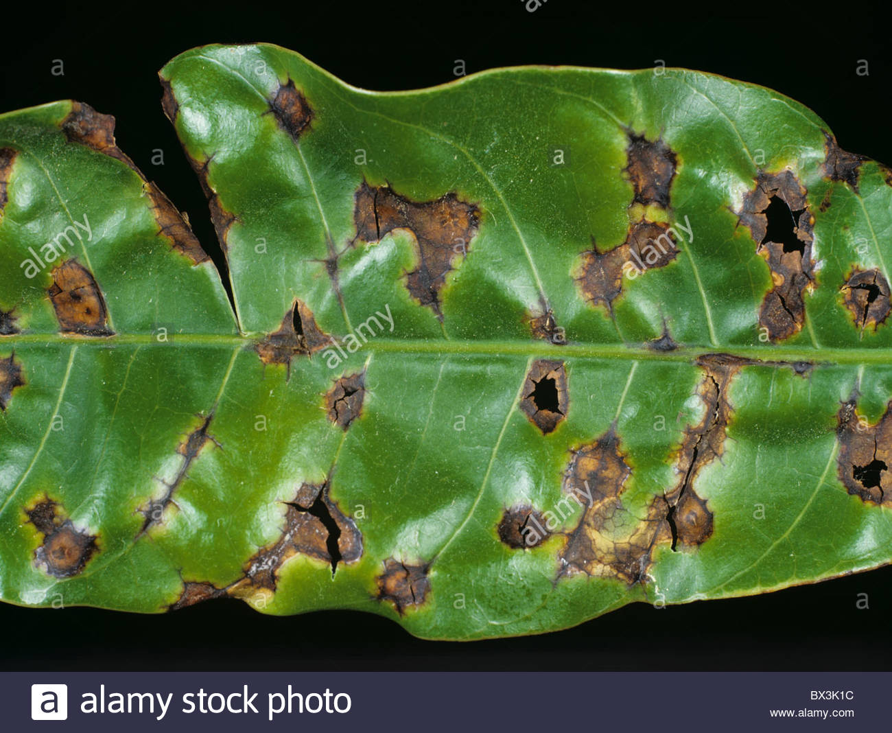 Fungus Anthracnose High Resolution Stock Photography and Images - Alamy