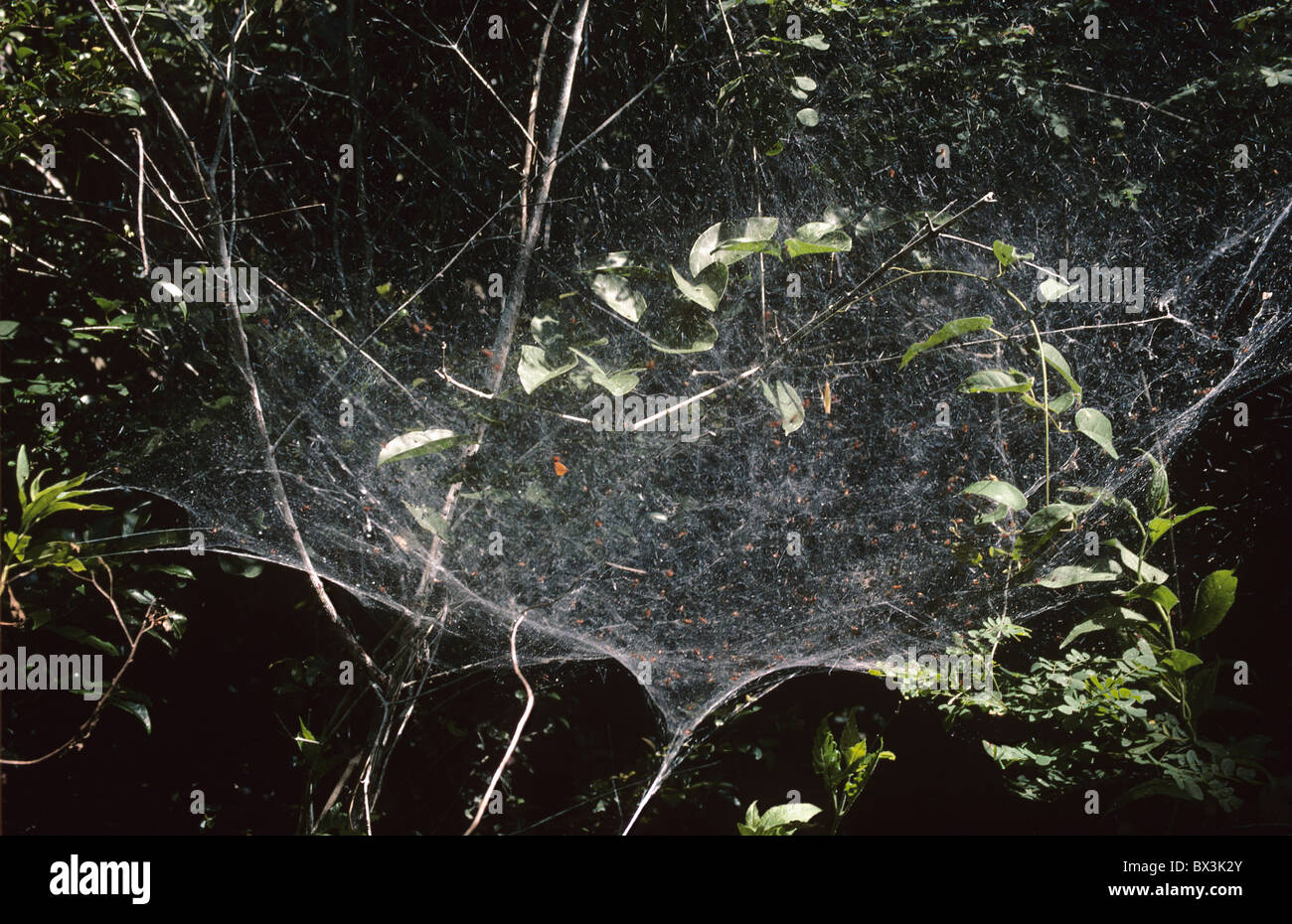 South American social /Silk-city spider (Anelosimus eximius ...