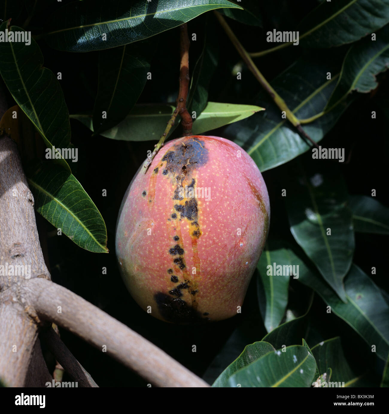 Anthracnose hi-res stock photography and images - Alamy