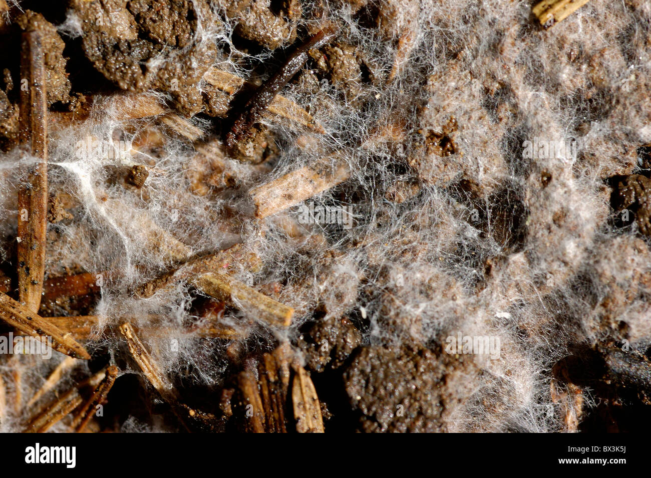 Fungal mycelium hi-res stock photography and images - Alamy
